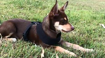 Animals - 9News - Latest news and headlines from Australia and the world