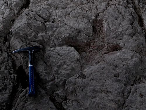 Fossilised dinosaur poo reveals how they came to dominate Earth