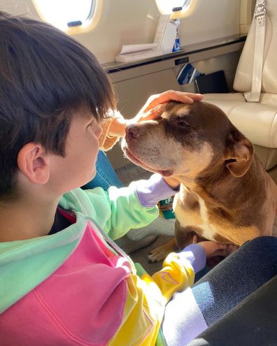 Tom Brady dog clone: Former quarterback cloned his late pitbull Lua ...