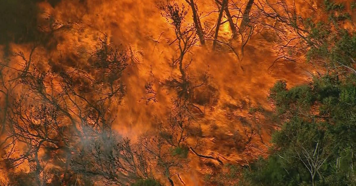 Complacency, lack of hazard reduction burns put NSW at risk of ...