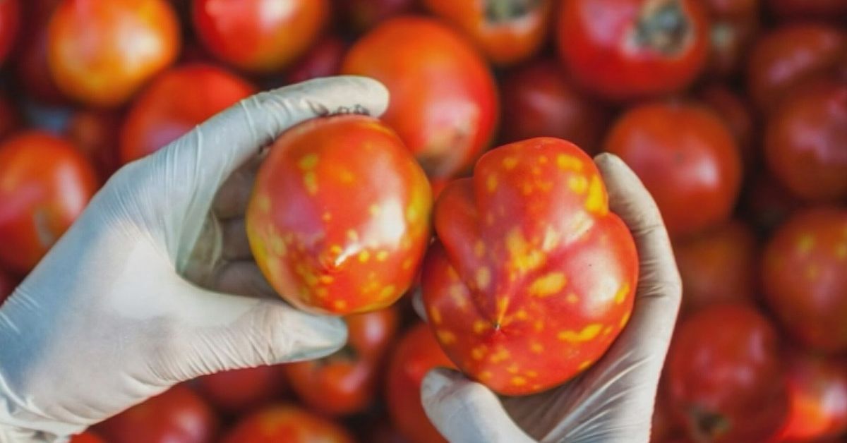 Tomato brown rugose fruit virus: Virus-hit tomatoes are safe to eat ...