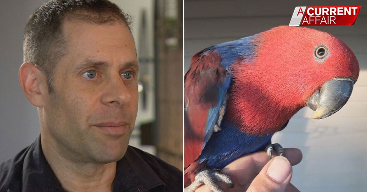 Almighty bird battle that has taken flight between parrot's previous ...