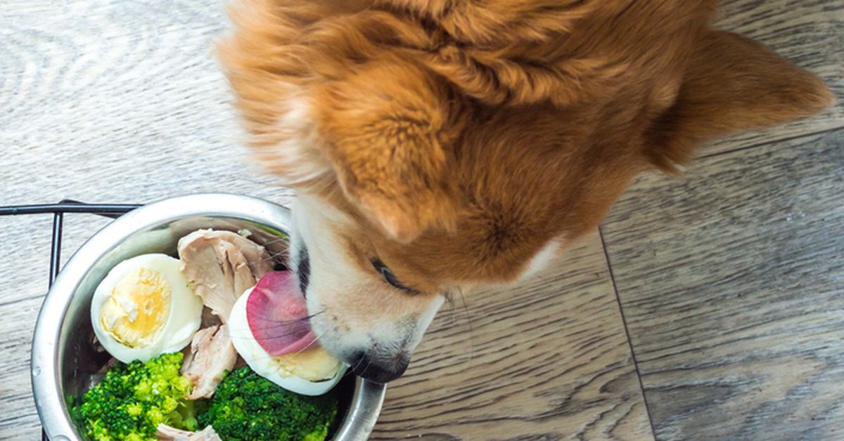 Can dogs eat raw chicken: Vet explains why it's not recommended to feed ...