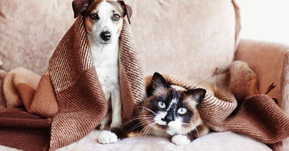 How cold is too cold for your pet: Dr Katrina Warren reveals the simple ...