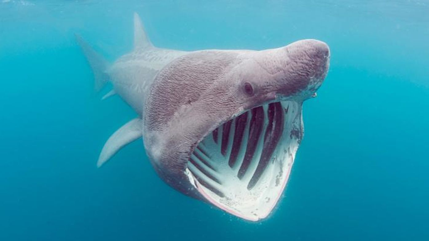 Basking shark caught on camera after trans-Atlantic ocean adventure